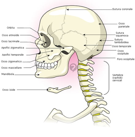 Rachide cervicale – Definizione